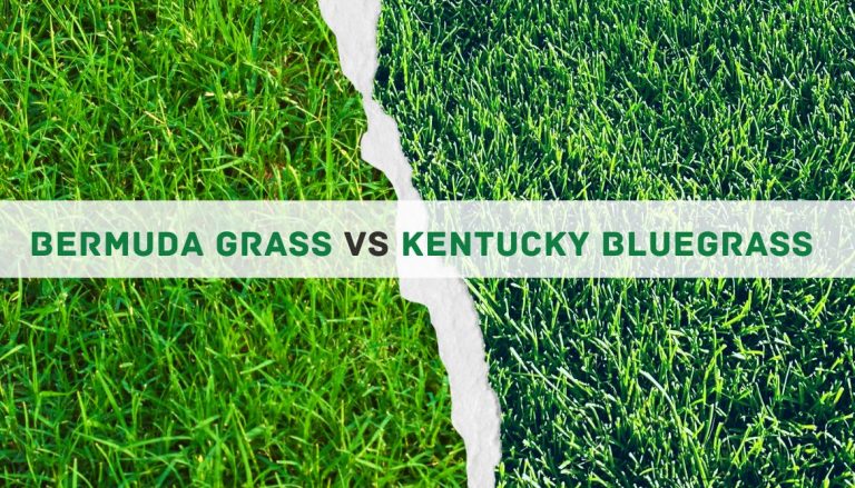 Bermuda Grass Vs Kentucky Bluegrass 5 Key Differences And The Winner