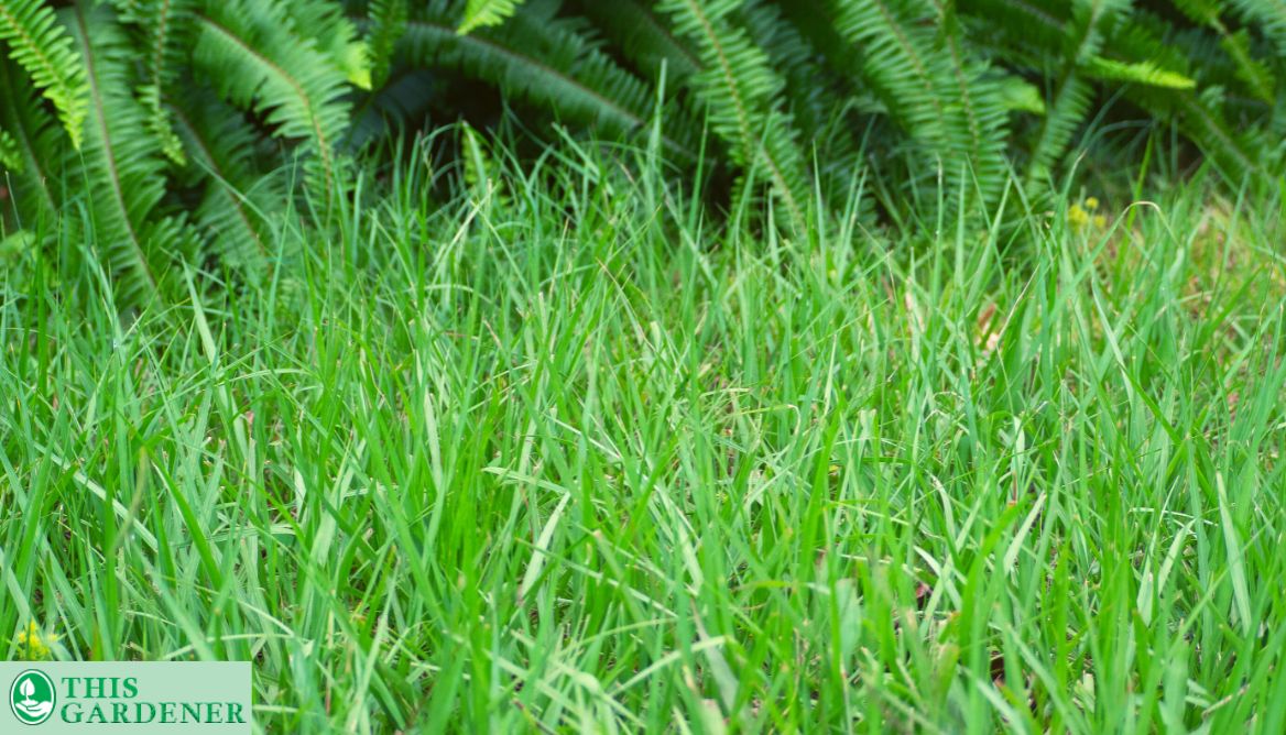 Pensacola Bahia Grass Vs Argentine Grass 10 Differences And What To Choose
