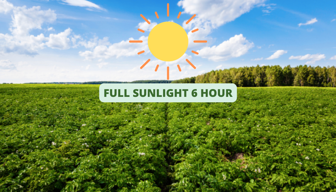 Does Potatoes Need Full Sun: 3 Important Things To Know