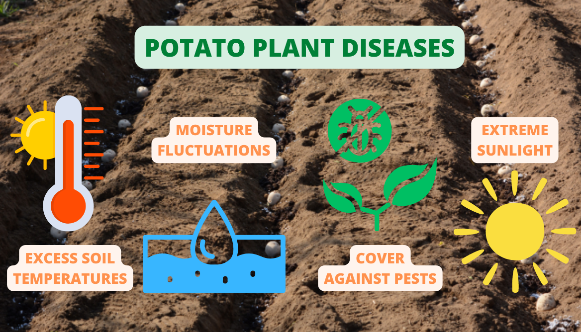 How Deep To Plant Potatoes: 3 Effective Deep Planting Options