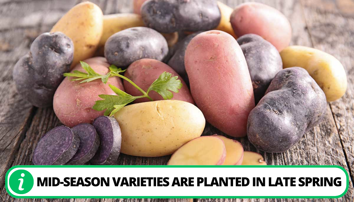 Does Potatoes Need Full Sun: 3 Important Things To Know