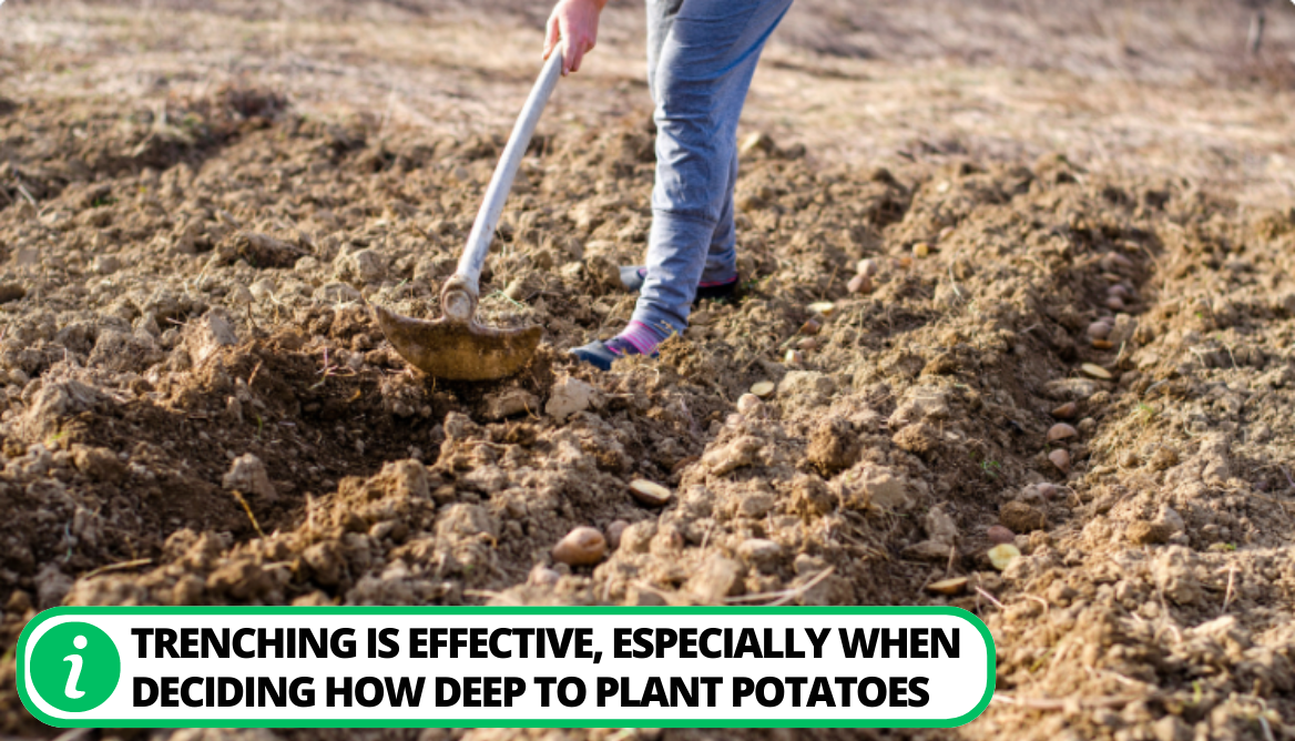 How Deep To Plant Potatoes: 3 Effective Deep Planting Options
