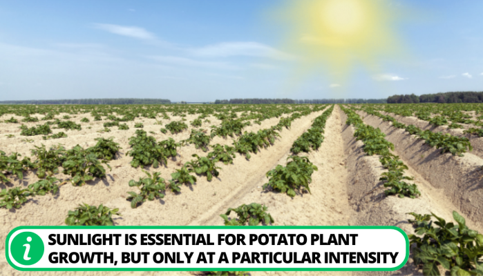 Does Potatoes Need Full Sun: 3 Important Things To Know