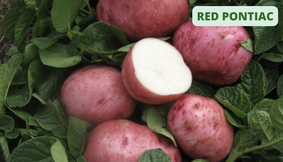 Does Potatoes Need Full Sun: 3 Important Things To Know