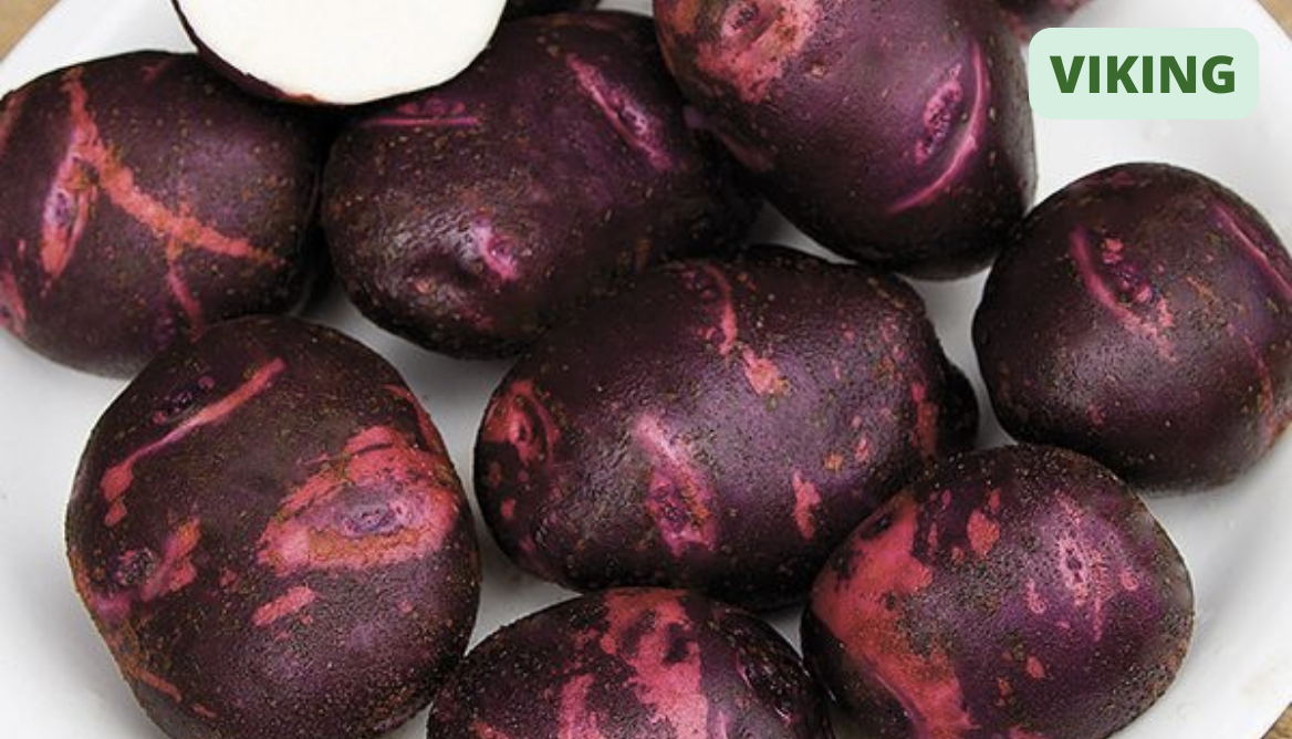 Does Potatoes Need Full Sun: 3 Important Things To Know