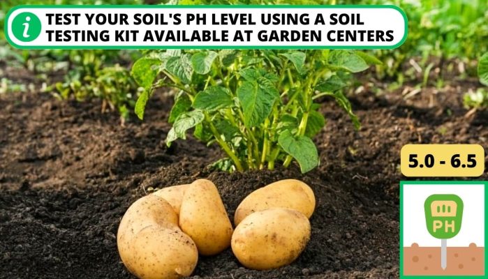 Homemade Fertilizer For Potatoes: 3 Easy Recipes Revealed!