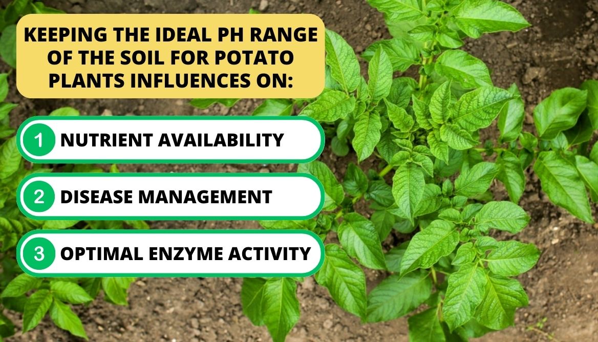Homemade Fertilizer For Potatoes: 3 Easy Recipes Revealed!